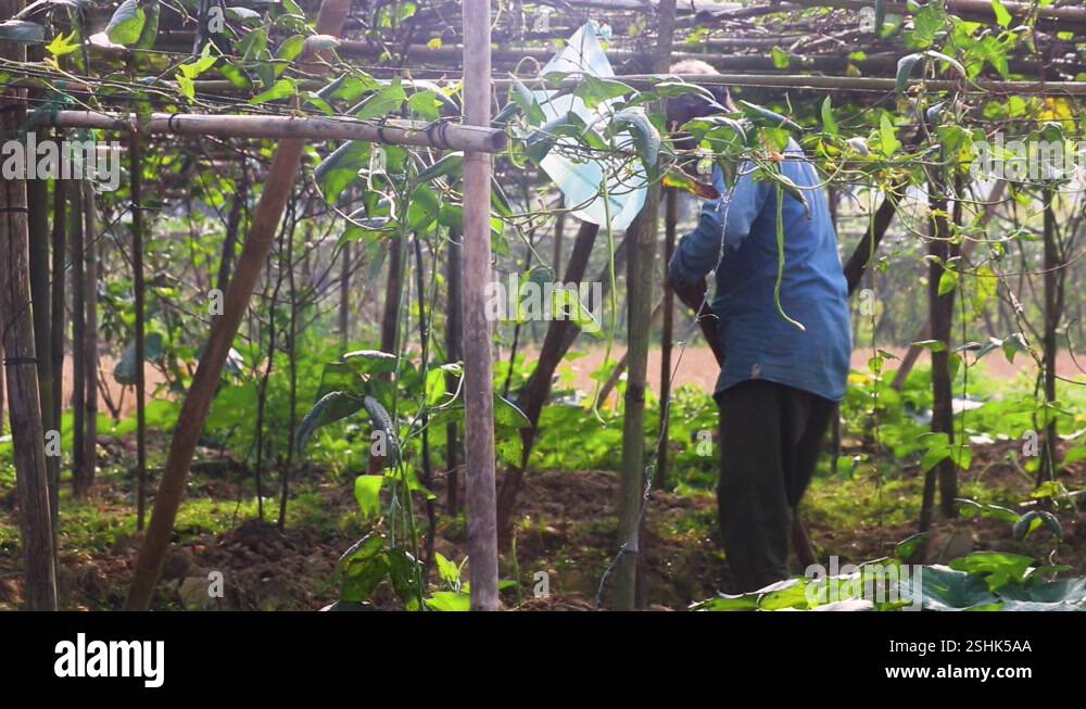 Rural Farmer Working Inside Farming Trellis Using Hoe To Rake The Land In Stock Video Footage ...