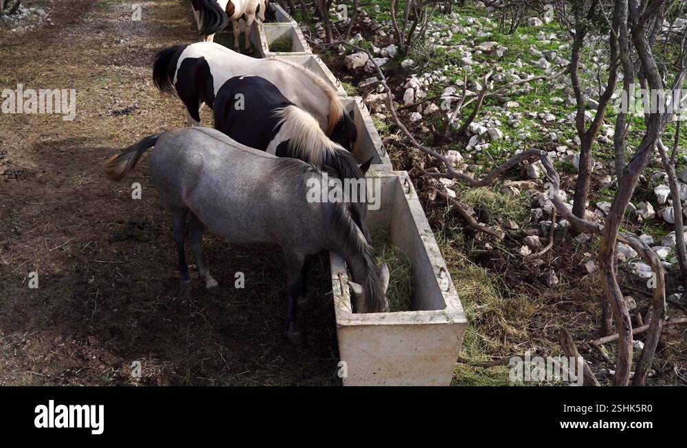 Horses eat hay from feeders in the park, waving their tails Stock Video ...