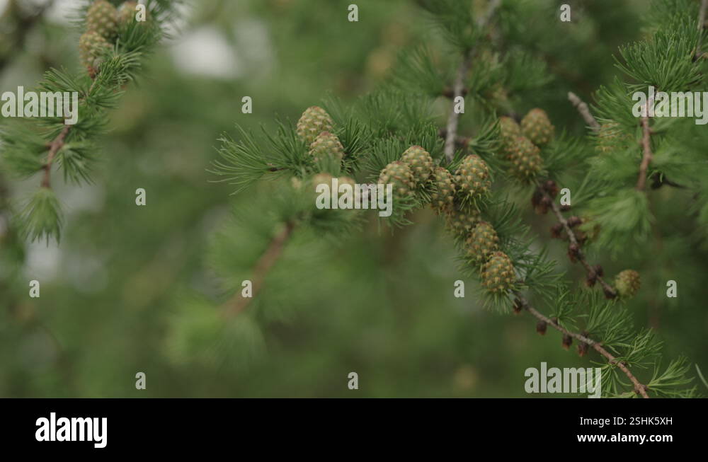Slow motion gimbal shot of yong larch branches in spring with fresh ...