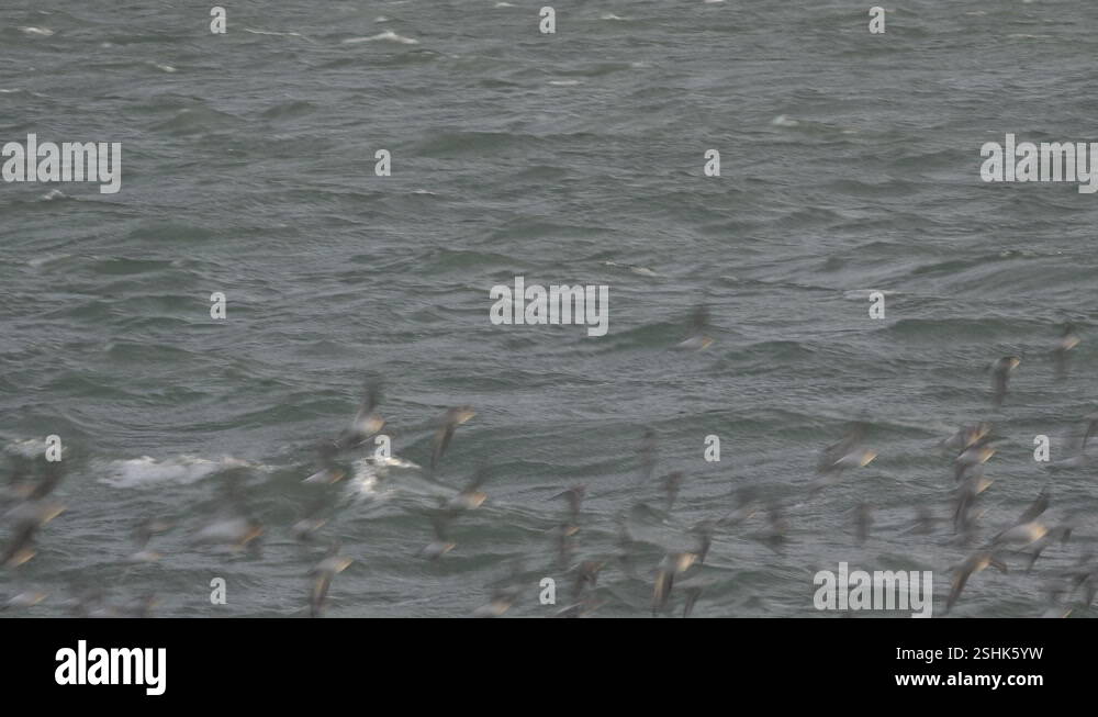 Wading birds flying in flocks in winter low to water UK 4K Stock Video ...