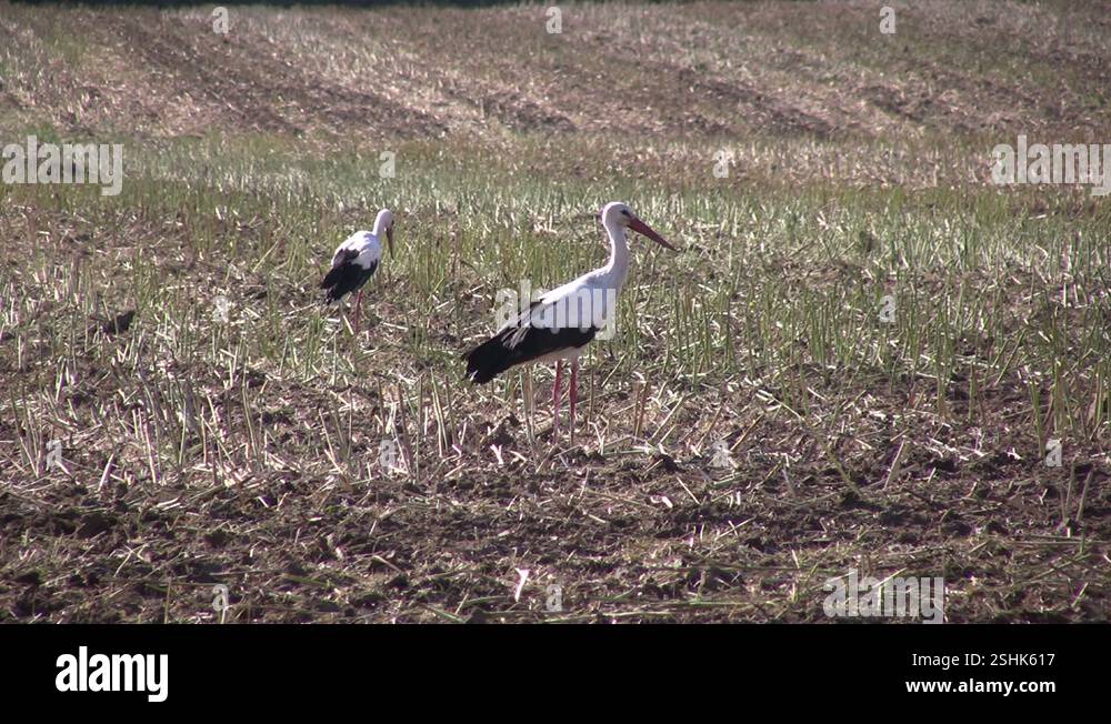Two storks in a harvested field Stock Video Footage - Alamy