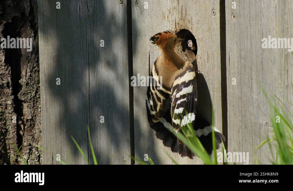 Eurasian hoopoe (Upupa epops), bird flight in slow motion, nesting in a ...