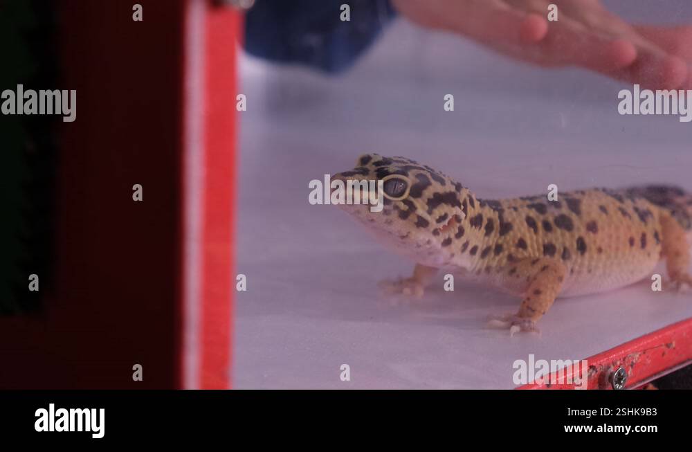 Leopard gecko lizard with tongue out licking its lips Stock Video ...