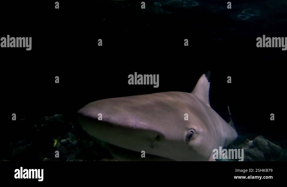 Ocean shark face Stock Videos & Footage - HD and 4K Video Clips - Alamy