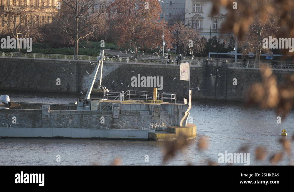 Flock of Gulls birds fly erratically over the River, Prague Czech Republic Stock Video Footage ...