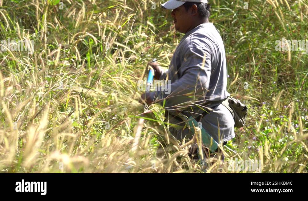 A Local Asian Man Throw Coconut Towards The Road To Be Collected During ...