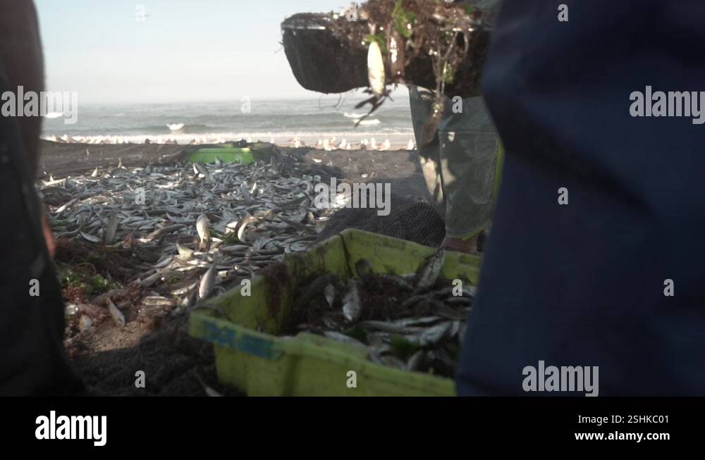 Fish collected Stock Videos & Footage - HD and 4K Video Clips - Alamy