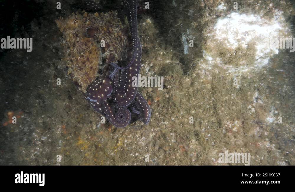 Octopus maneuvers underwater in search of prey mimicking the substrate ...