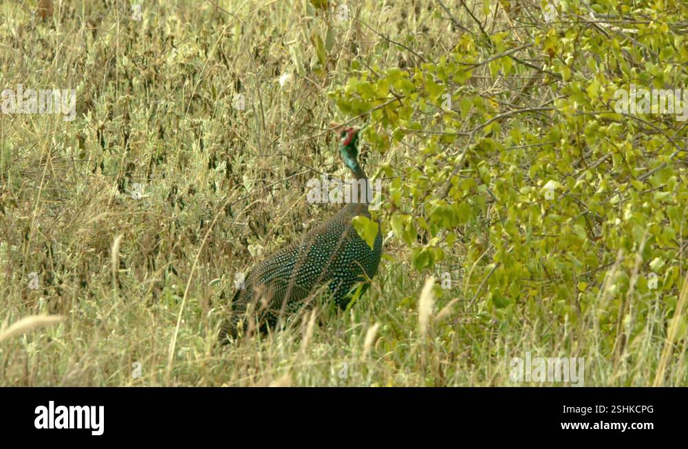 Guinea Fowl Bird Pecking Food On Tree In Tsavo West National Park In ...