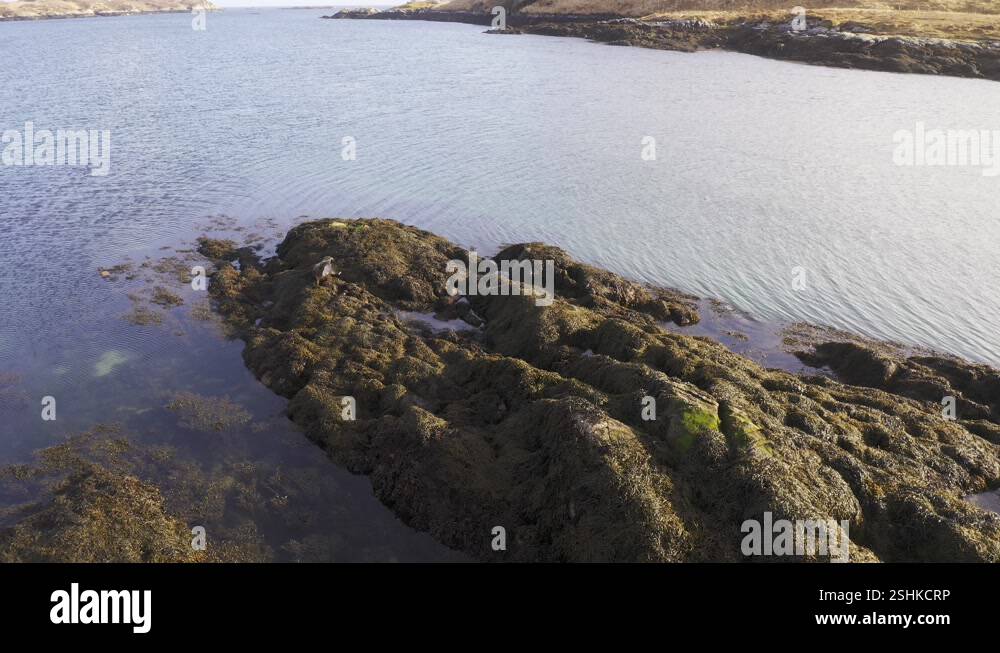 Drone shot of an adult Common Seal (also known as a Harbour Seal ...