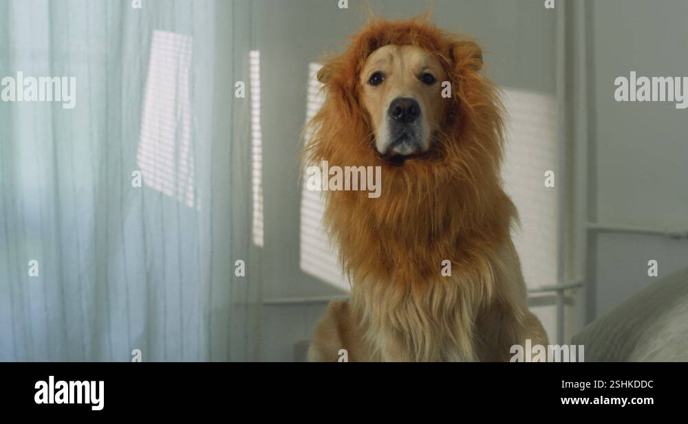 Dog with mane Stock Videos & Footage - HD and 4K Video Clips - Alamy