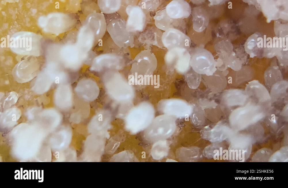 Mite behavior Stock Videos & Footage - HD and 4K Video Clips - Alamy