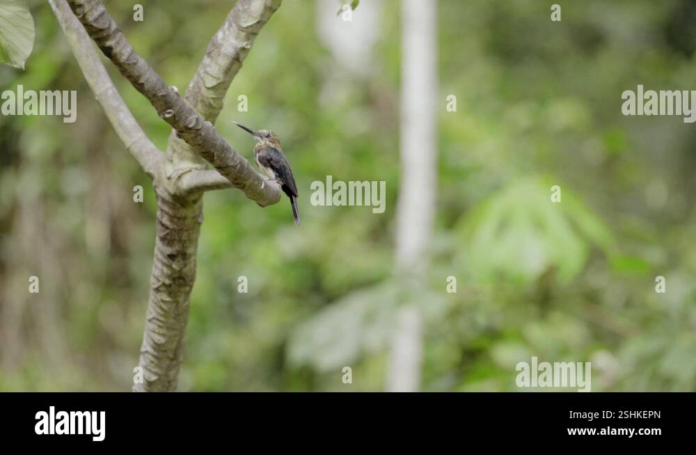 Sitting patiently Stock Videos & Footage - HD and 4K Video Clips - Alamy