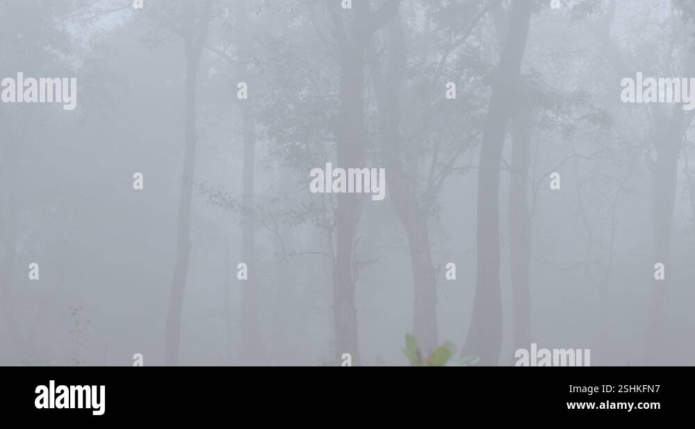 Foggy, moody forest scene with leaves on ground. Still, silent and ...