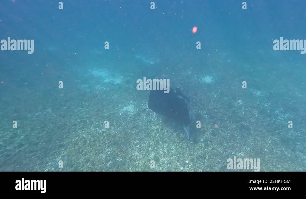 Large manta ray gracefully flapping wings and swimming in fast ...