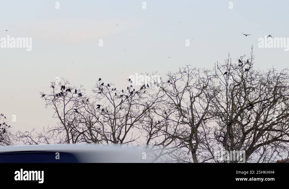 Crows standing in a tree after sunset preparing for the night Stock ...