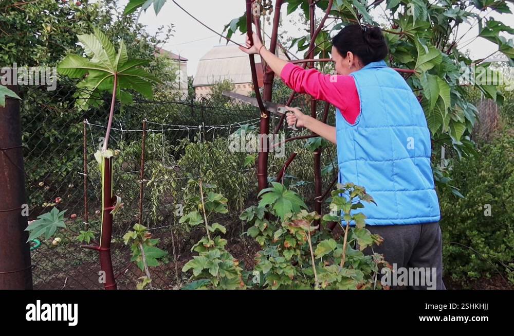 Woman cuts down old branches from bush. Female taking care of plants ...
