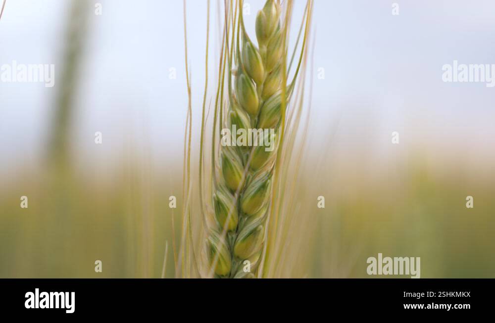 Grain harvest ripens in summer. Agricultural business concept. Growing ...