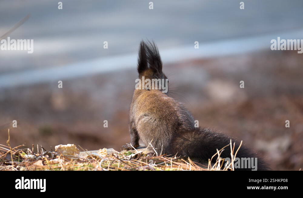 Rear view of Eurasian red squirrel (Sciurus vulgaris orientis) alerted ...