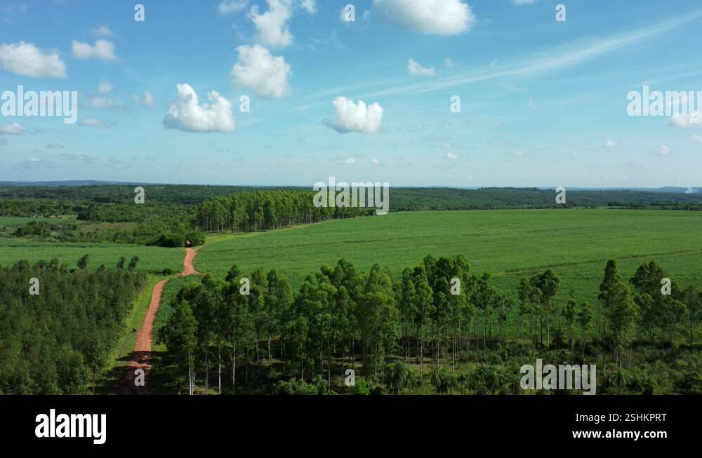 Magnificent Relaxing Nature Stillness In Green Fields Of Paraguay Stock ...