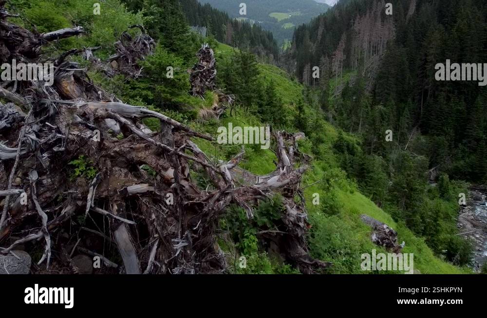 Deep mountain valley with broken tree stumps on slope, aerial view ...