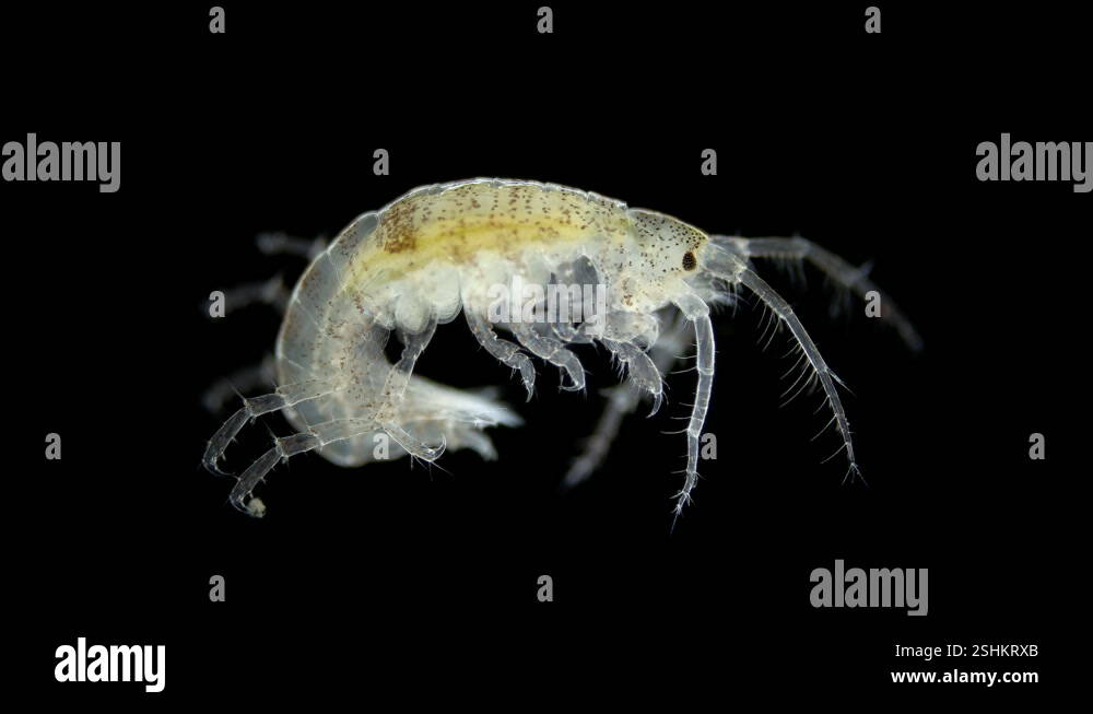 Crustacea Amphipoda under microscope, Superorder Peracarida. White Sea ...