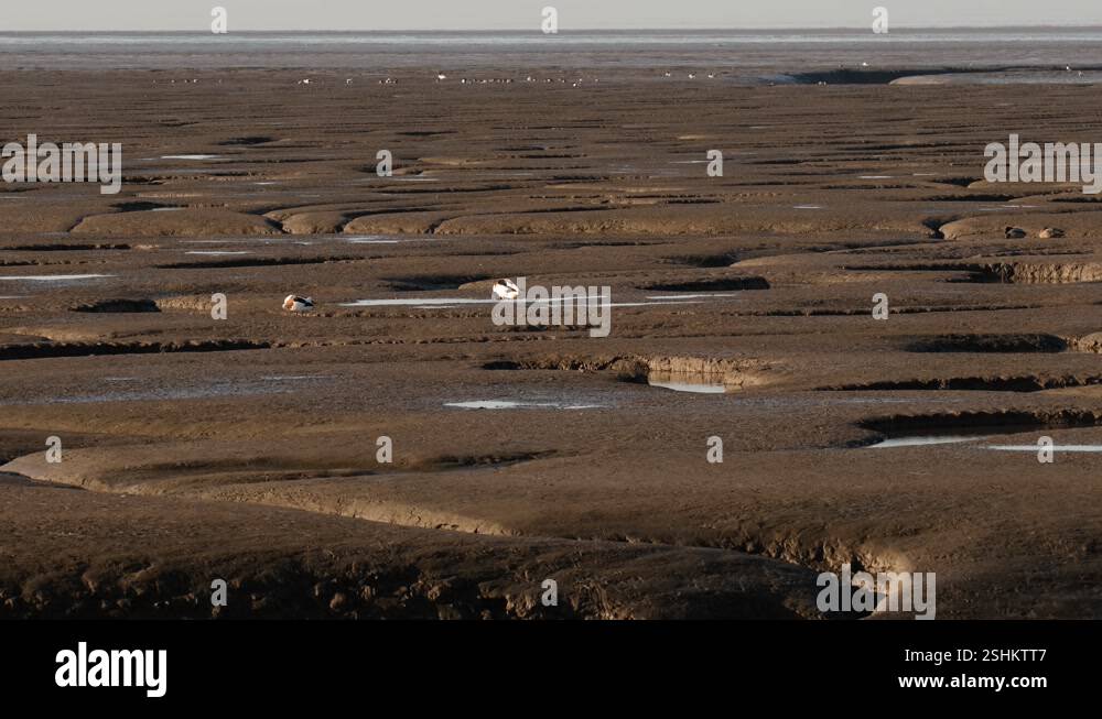 Mud Flats Bird Shell Ducks The Wash Norfolk UK Pattern Copy Space Stock ...
