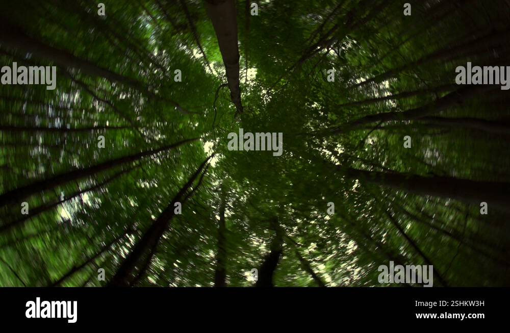 Bizarre fast spinning forest canopy background with eerie trees Stock ...