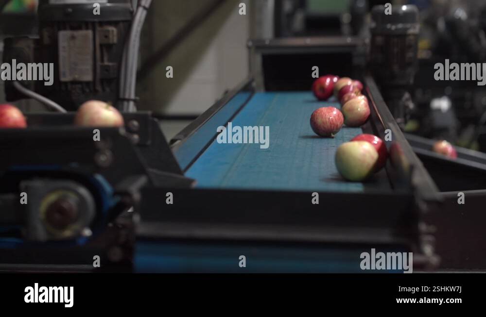 Red Apples are being sorted. apples are washed and Moved on Automatic ...