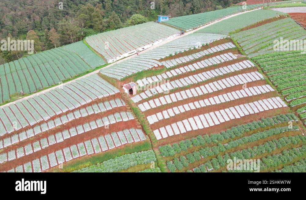 Flyover view of terraced crop fields with road on slopes of Mount ...
