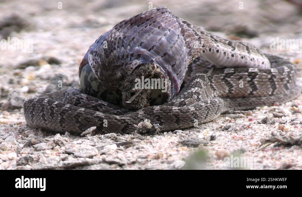 Dasypeltis Scabra, Close Up. African Egg-eating Snake on Dusty Ground ...