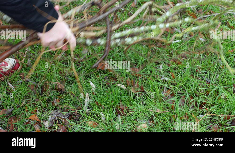 A man picking up sticks and branches from the grass in a back yard ...
