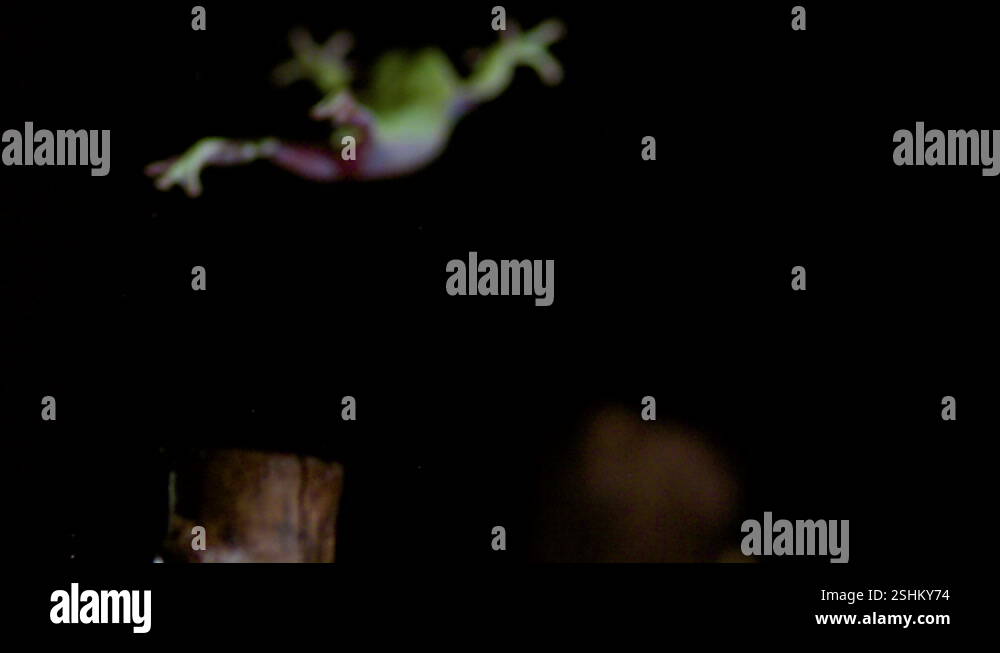 Tree frog jumping from branch to branch slow motion Stock Video Footage ...