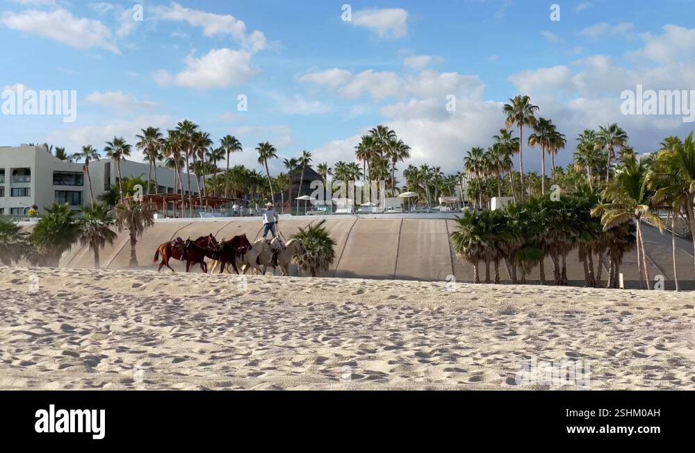 A guy riding and standing on horses going down the beach in Cabo San ...