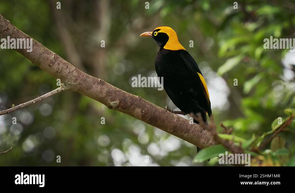 Regent Bowerbird - Sericulus chrysocephalus medium-sized sexually ...