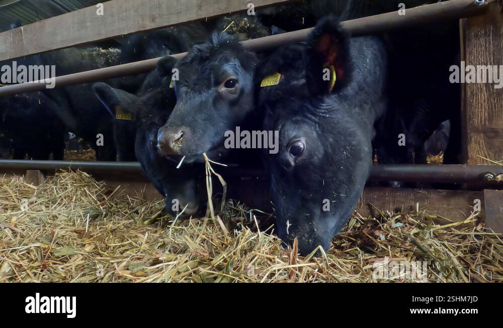 Cows put their heads through the fence to eat hay Stock Video Footage ...