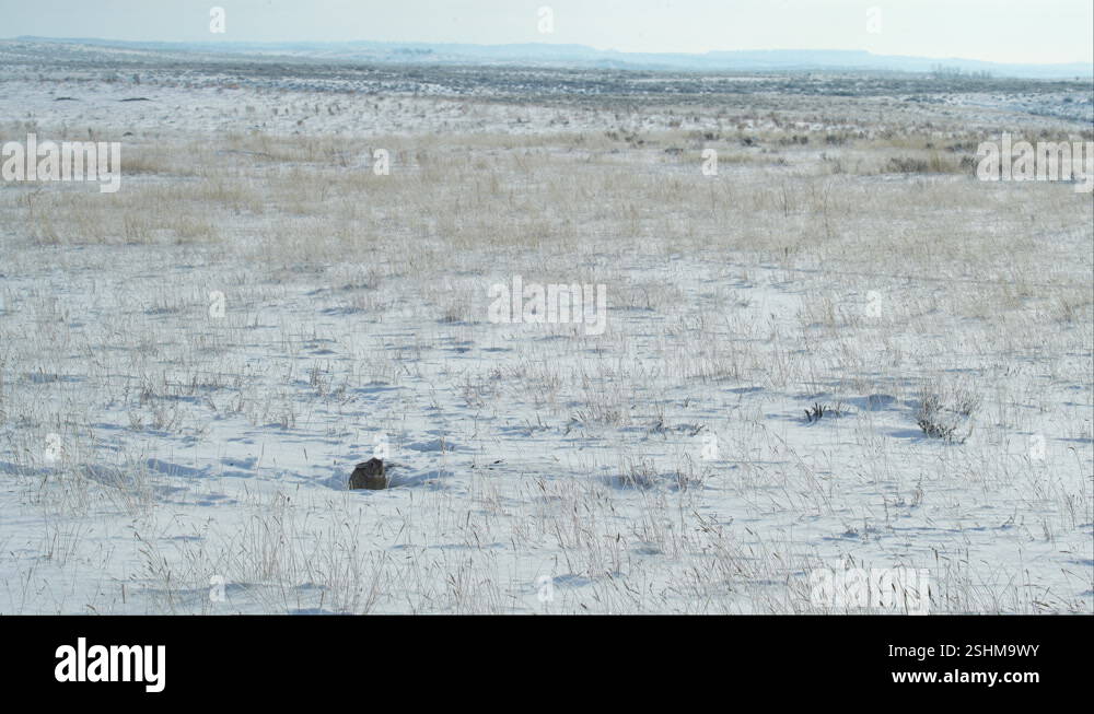 Rabbit and bunny sits in burrow hole in prairie on cold clear Stock ...