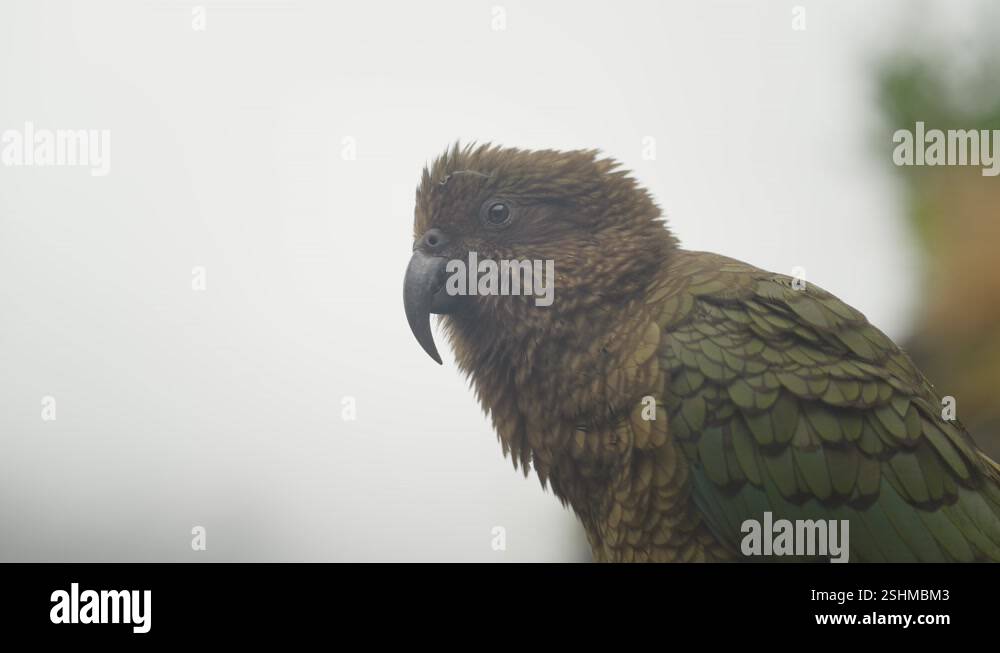 Bird with curved beak Stock Videos & Footage - HD and 4K Video Clips ...