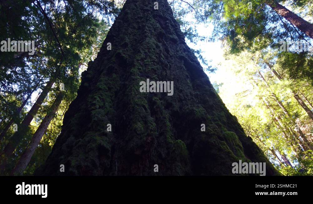 Gimbal shot looking straight up an old growth coastal redwood tree and ...