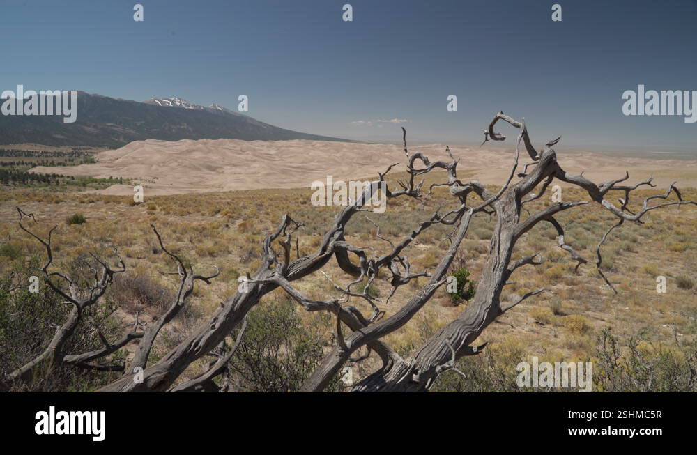 Rugged Pinyon-juniper tree overlooking Great Sand Dunes National Park ...