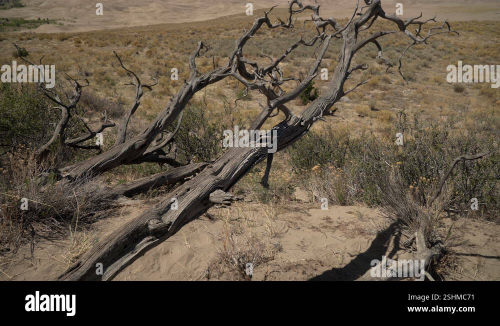 Panning up to Great Sand Dunes National Park behind dead juniper tree ...