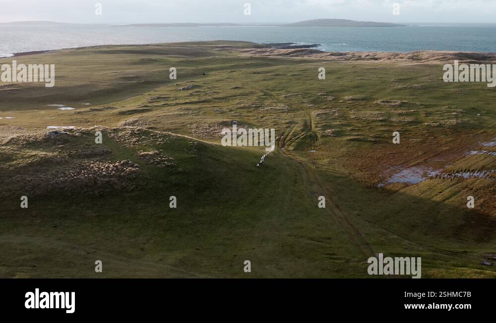 Dynamic drone shot of sheep being herded by a crofter and his sheep dog ...