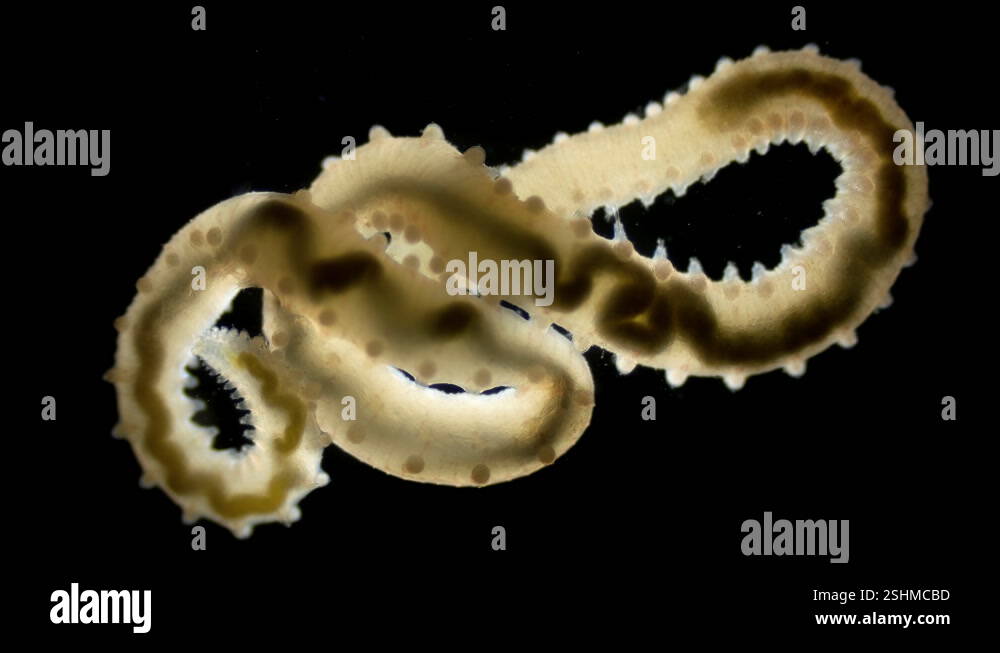 Worm family Sphaerodoridae under a microscope, possibly Sphaerodorum ...