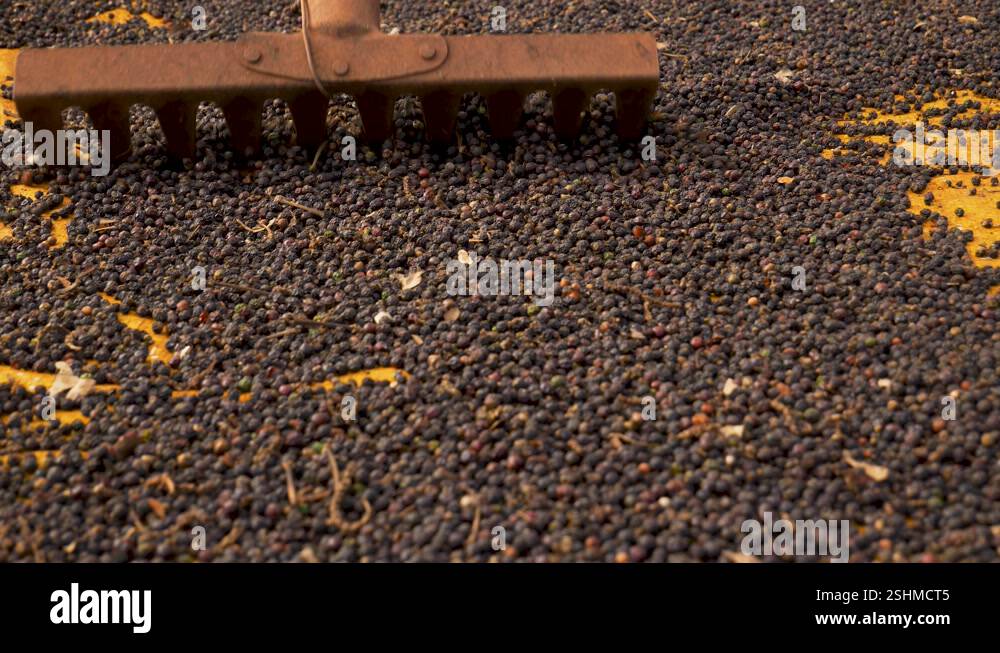 Close up of black pepper production on the countryside, spices ...