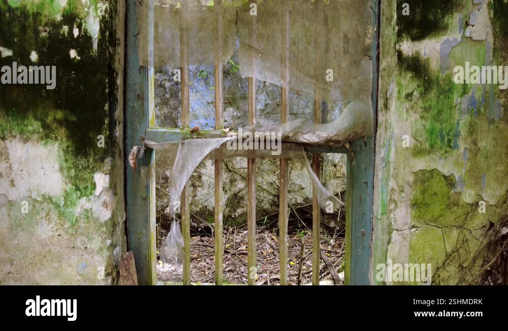 Tilt up the window of abandoned building with tree. Location Papan ...