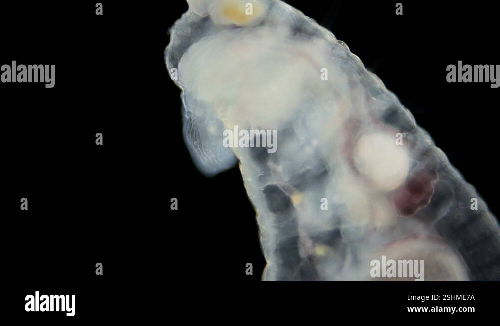 Worm family Scalibregmatidae under a microscope, class Polychaeta Stock ...