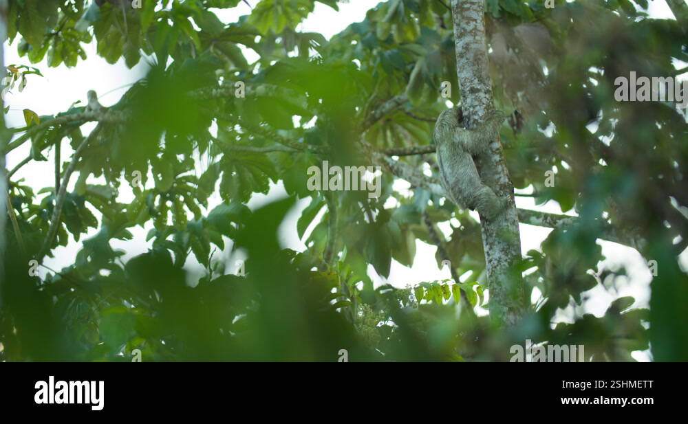 Lazy lone Costa Rica sloth climb down tree in lush windy La Fortuna ...