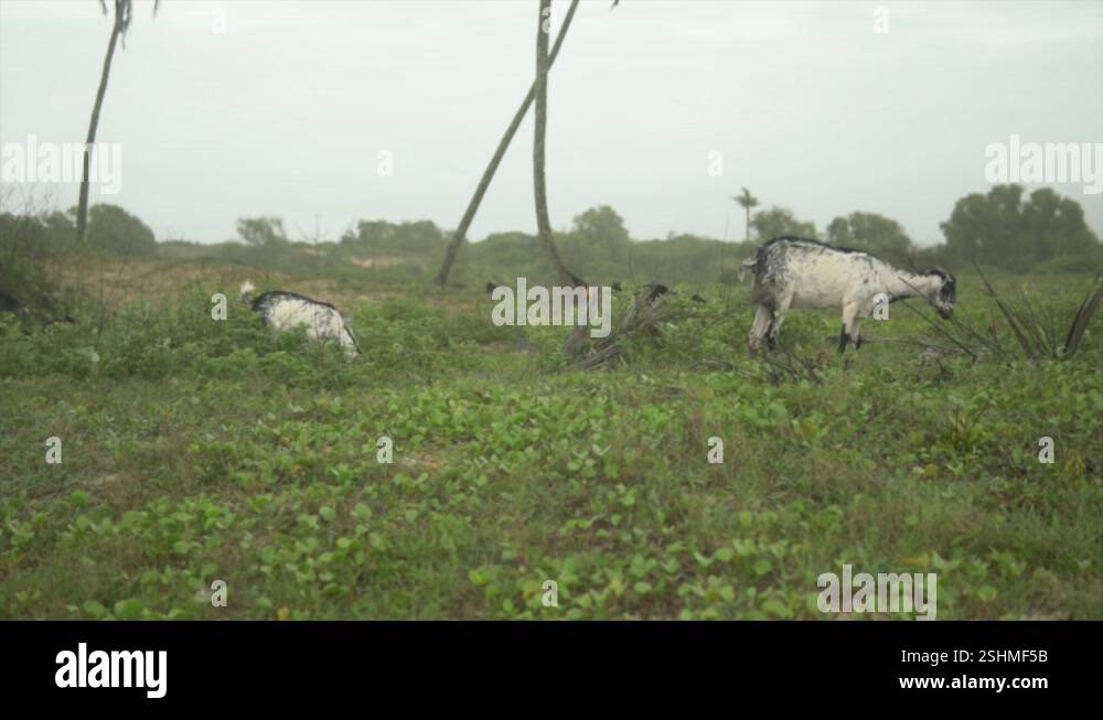 carmona goats grazing grass in this Indian meadow field, Goa Stock ...