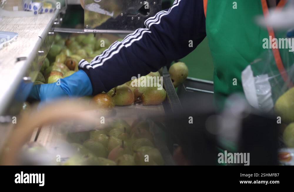 Pears in packing house man putting them in bags. fruit pears in a ...