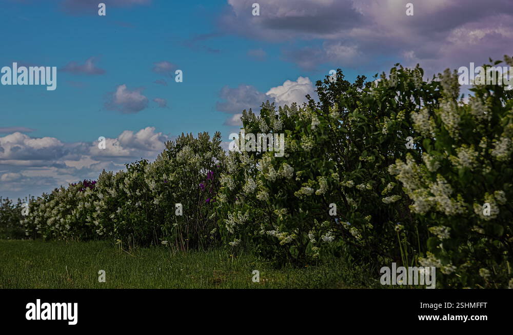 Clumps of flowers Stock Videos & Footage - HD and 4K Video Clips - Alamy